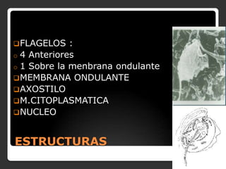 Trichomonas tenax | PPTX