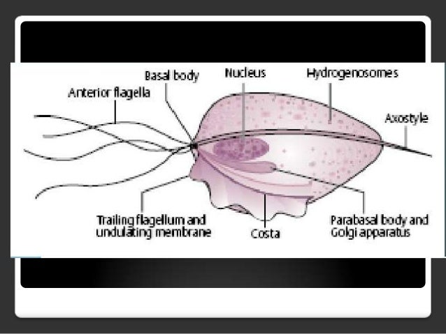 Trichomonas tenax