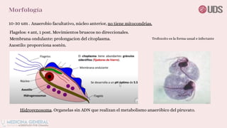 Trichomonas Vaginalis, parasitologia medica | PDF