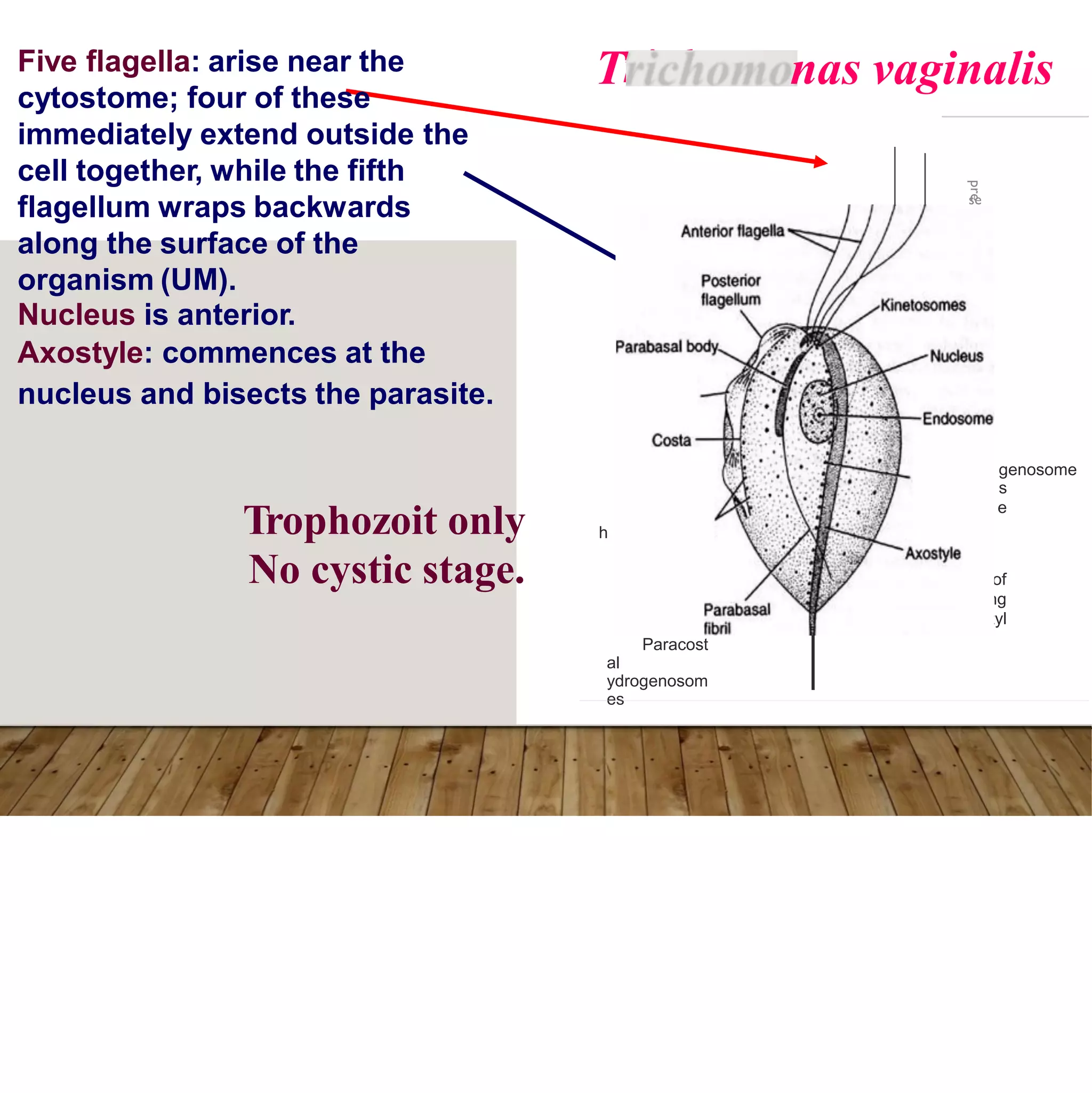 Trichomonas vaginalis | PDF