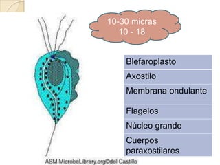 Trichomona vaginalis | PPTX