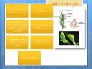 Trichomona vaginalis | PPTX
