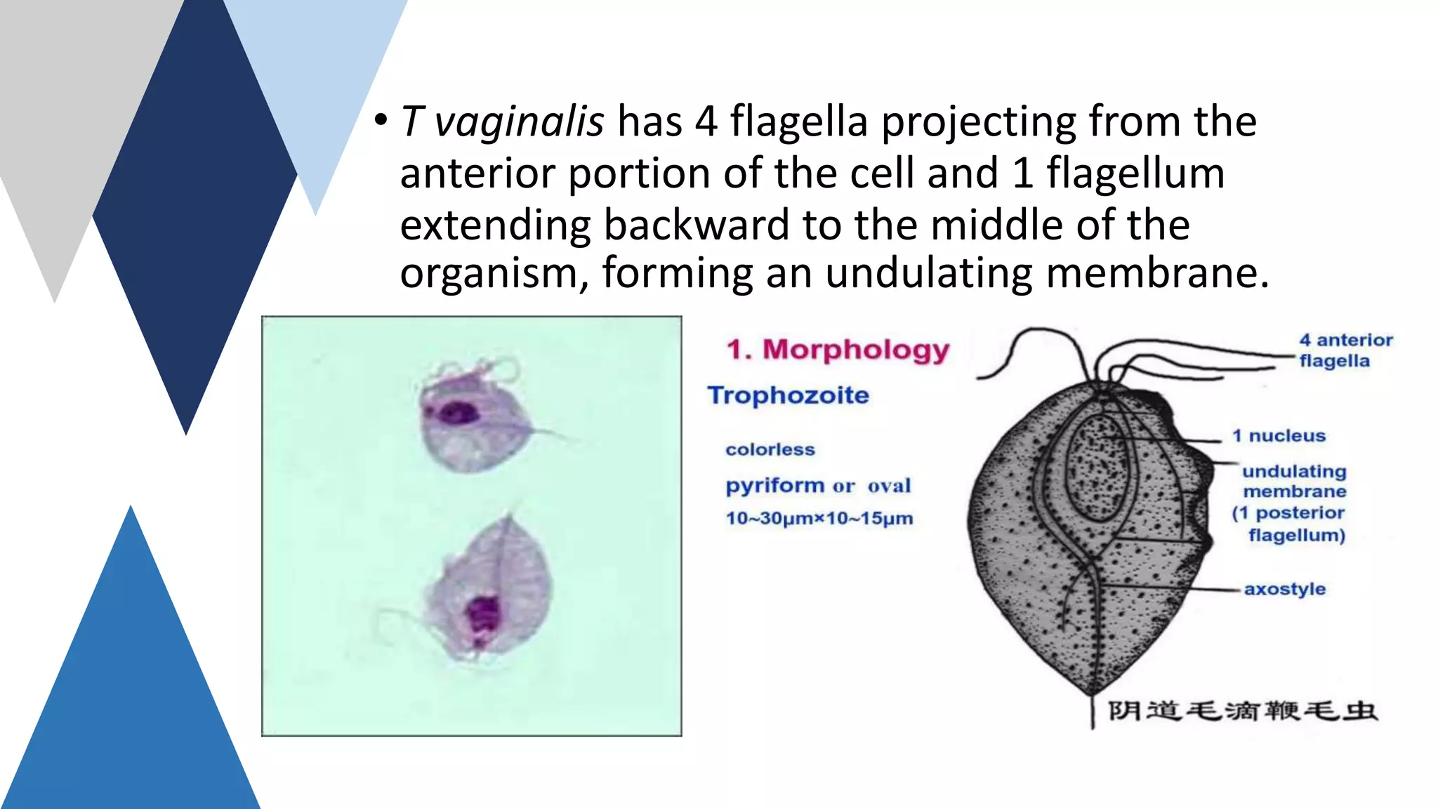 Trichomoniasis | PPTX | Reproductive Health | Diseases and Conditions