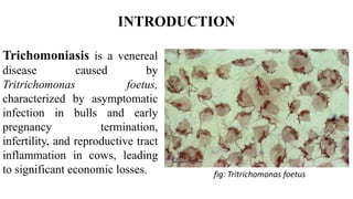 trichomoniasis disease in animal veterinary .pptx