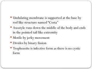 TRICHOMONIASIS.pptx/TRICHOMONIASIS.pptx h | PPT