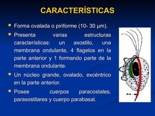 Parásitos del cuerpo humano TRICHOMONIASI | PPT