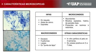 TRICHOPHYTON (7).pptx