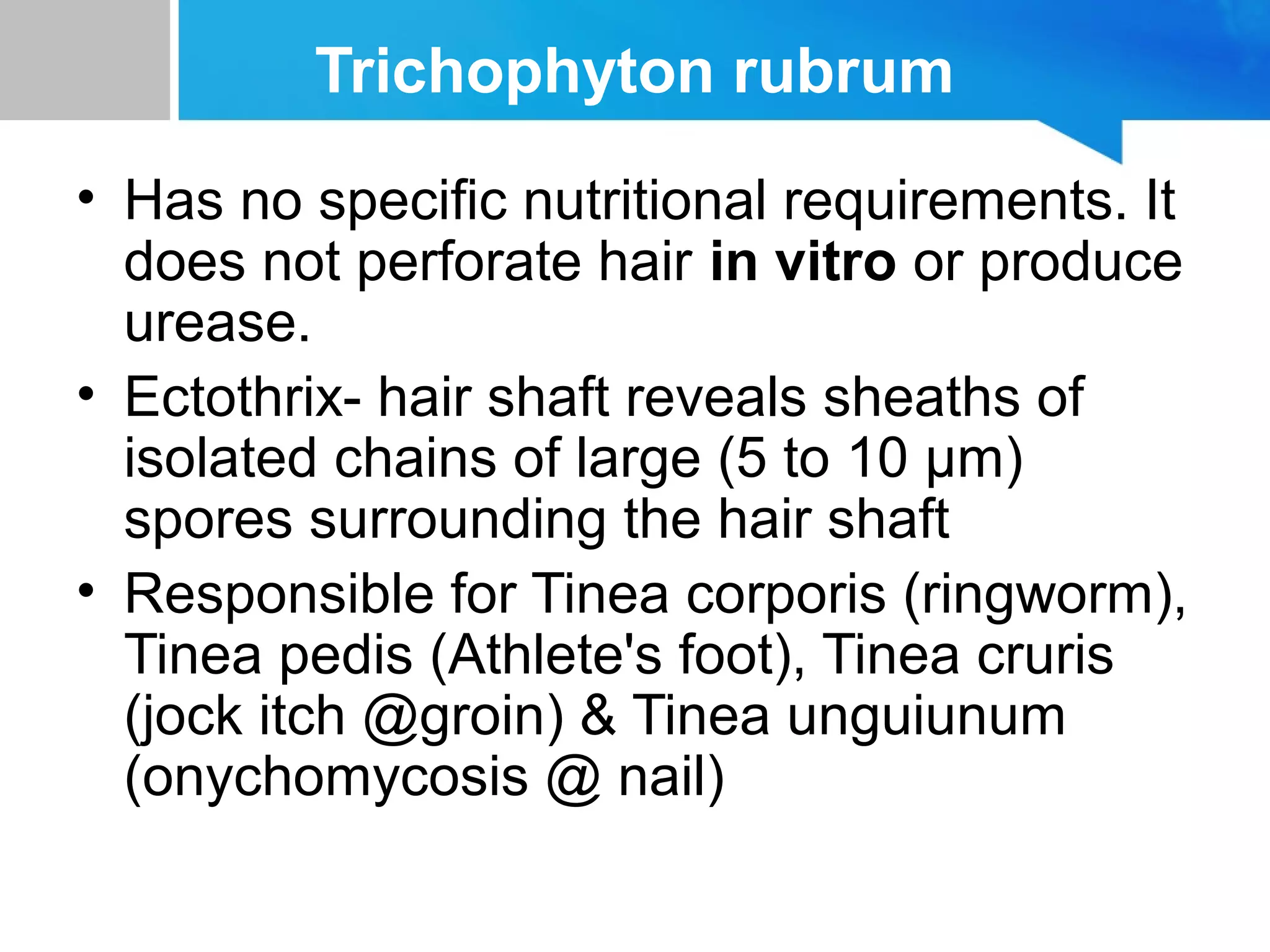 Trichophyton and Epidermophyton | PPT