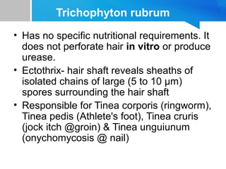 Trichophyton and Epidermophyton | PPT