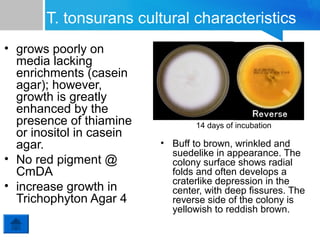 Trichophyton and Epidermophyton | PPT