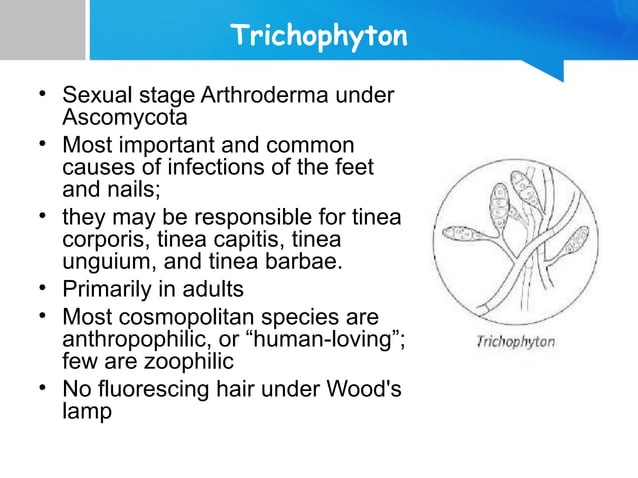 Trichophyton and Epidermophyton | PPT | Skin and Dermatology | Diseases ...