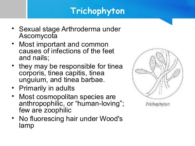 Trichophyton and Epidermophyton