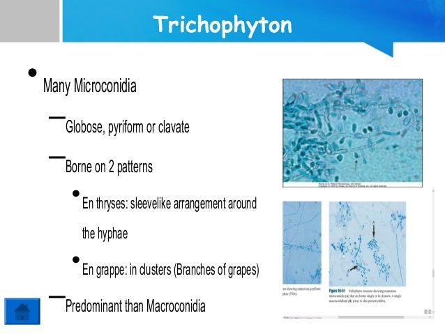 Trichophyton and Epidermophyton