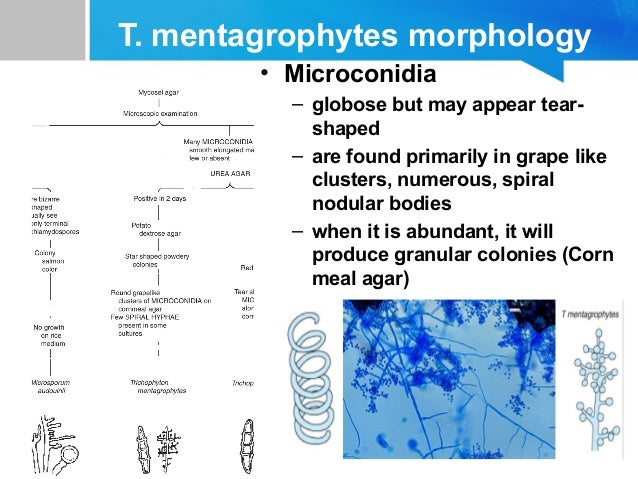 Trichophyton and Epidermophyton
