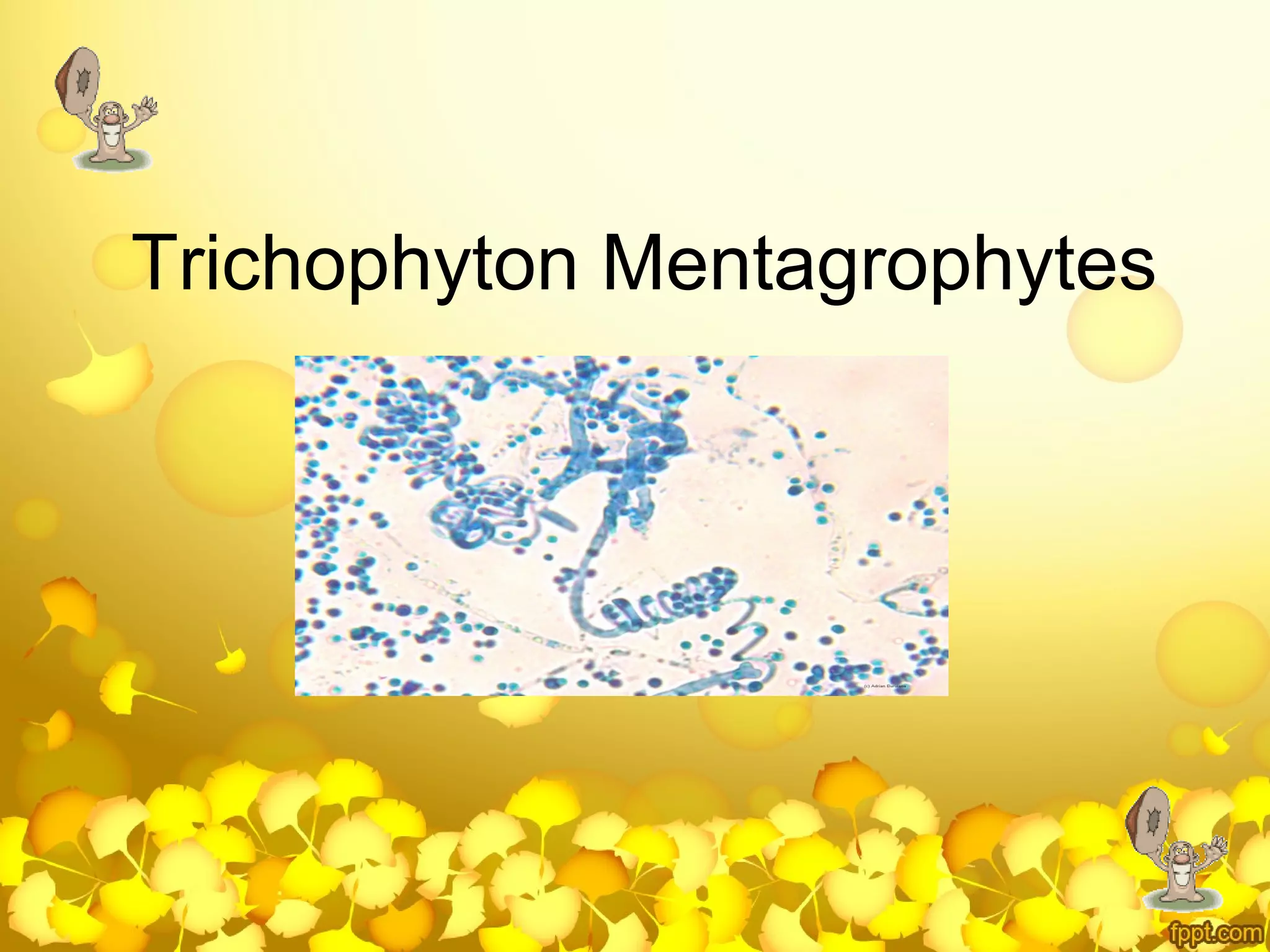 Hongo-Trichophyton mentagrophytes | PPT