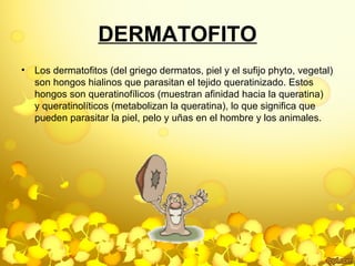 Hongo-Trichophyton mentagrophytes | PPT