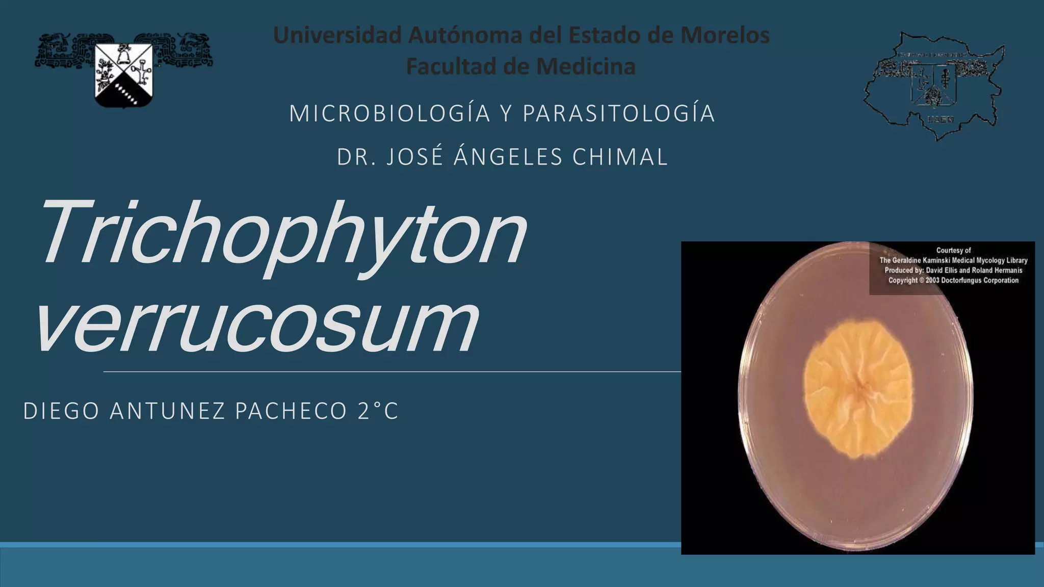 Trichophyton verrucosum | PPTX