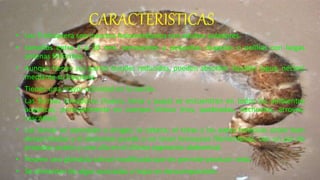 Trichoptera | PPTX