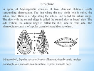Trichordiasis | PPTX