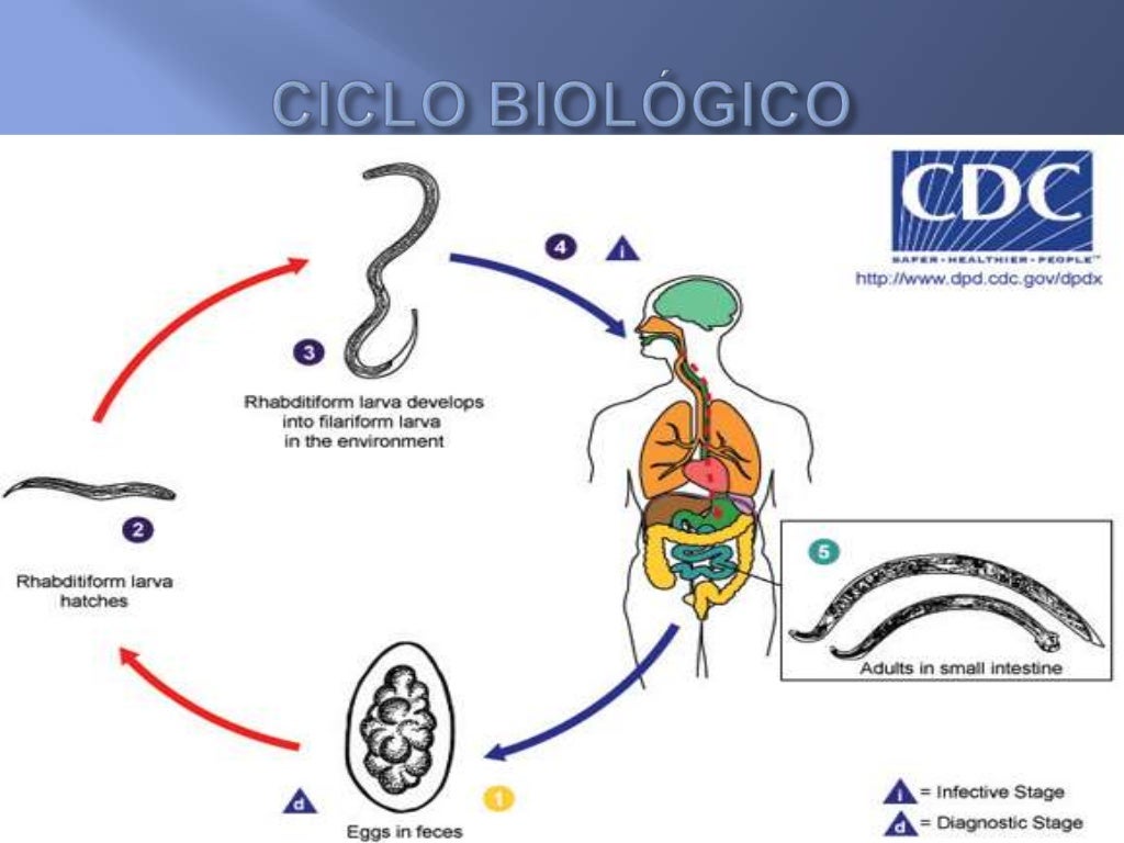 Trichostrongylus sp.
