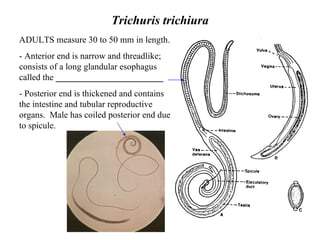 Trichuris Suis Life Cycle