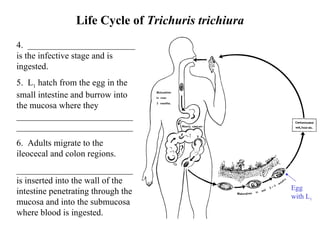 Trichuris Life Cycle