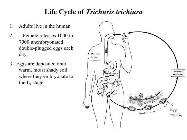 Trichurids
