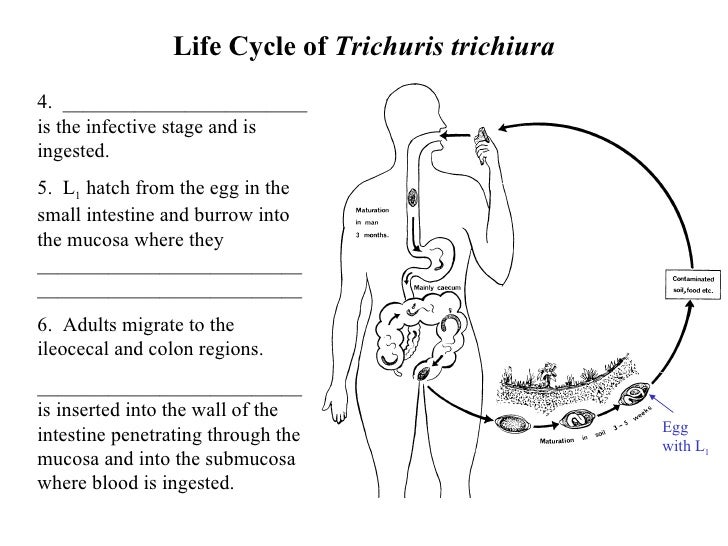 Trichurids