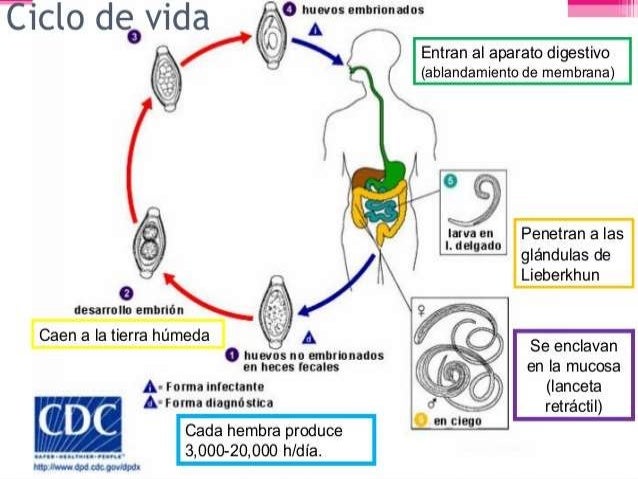 CICLO BIOLOGICO