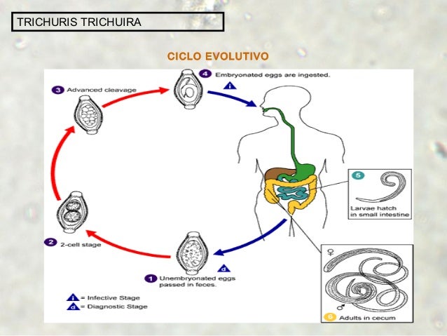 Trichuris Trichiura Rotulado