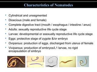 Trichuris+enterobius.ppt