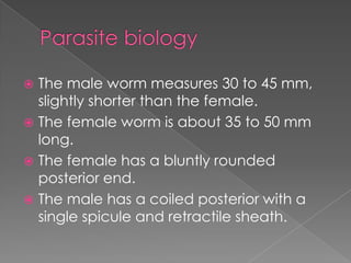 Trichuris trichiura | PPTX