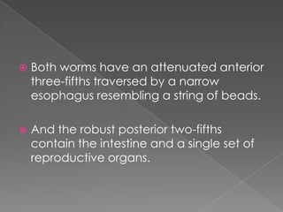 Trichuris trichiura | PPTX