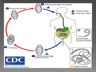 Trichuris Trichiura Life Cycle