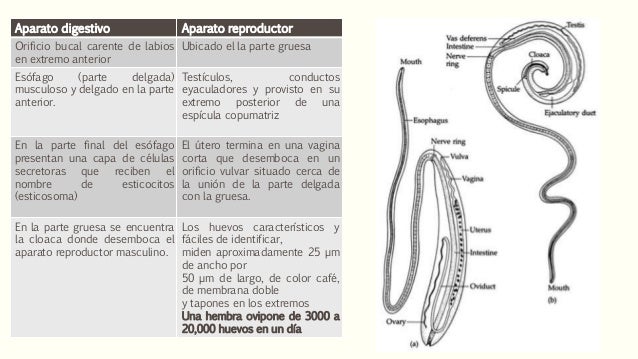 Parasitosis por Trichuris trichiura