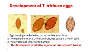 trichuristrichiura-181220101206.pdf