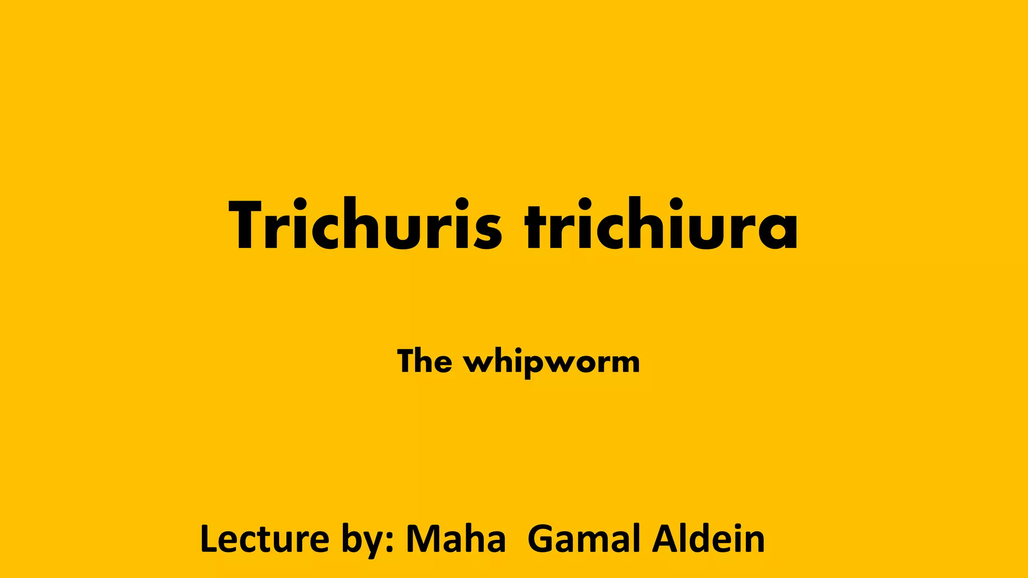 Trichuris trichiura | PPTX