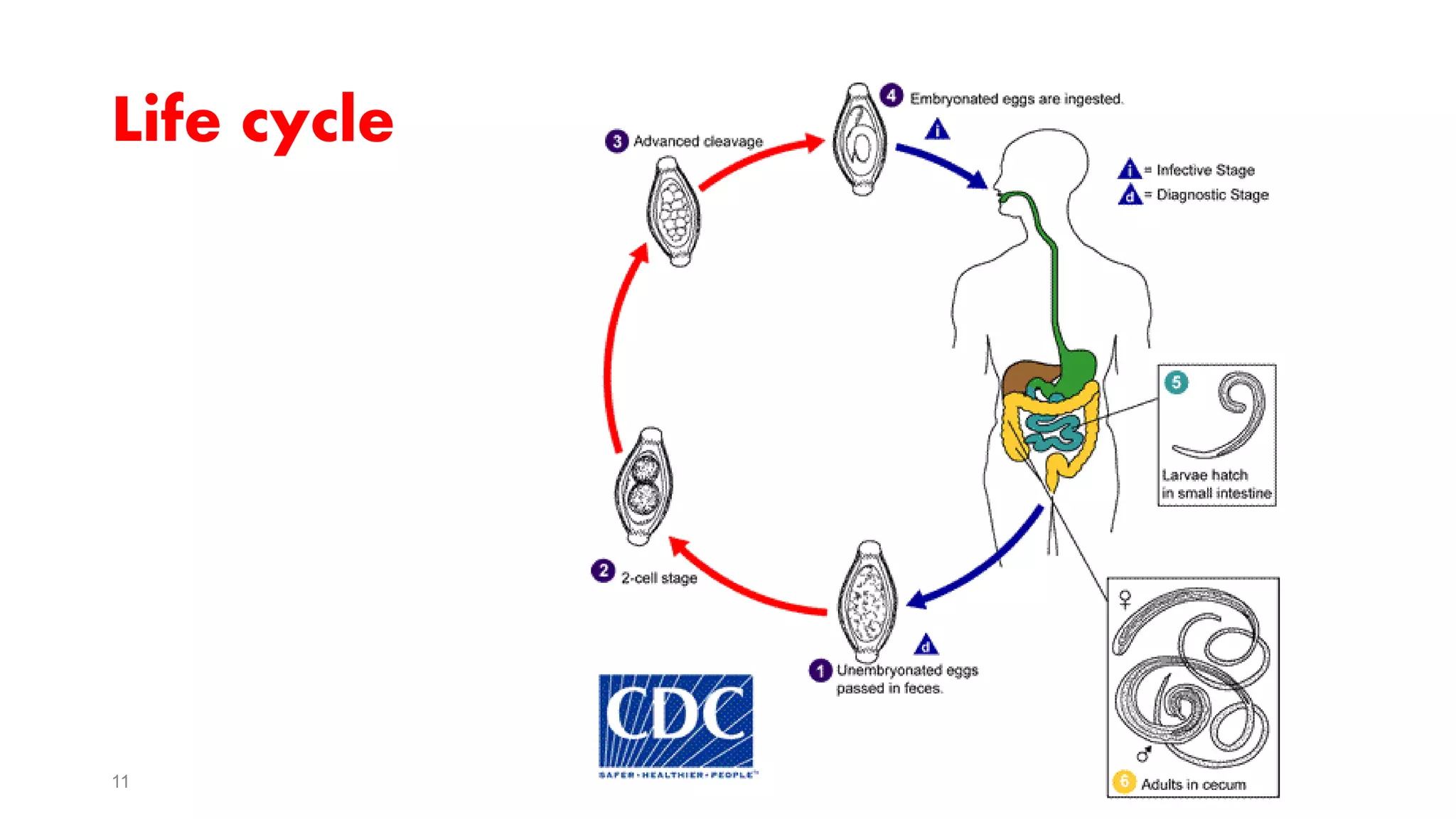 Trichuris trichiura | PPTX | Digestive Disorders | Diseases and Conditions