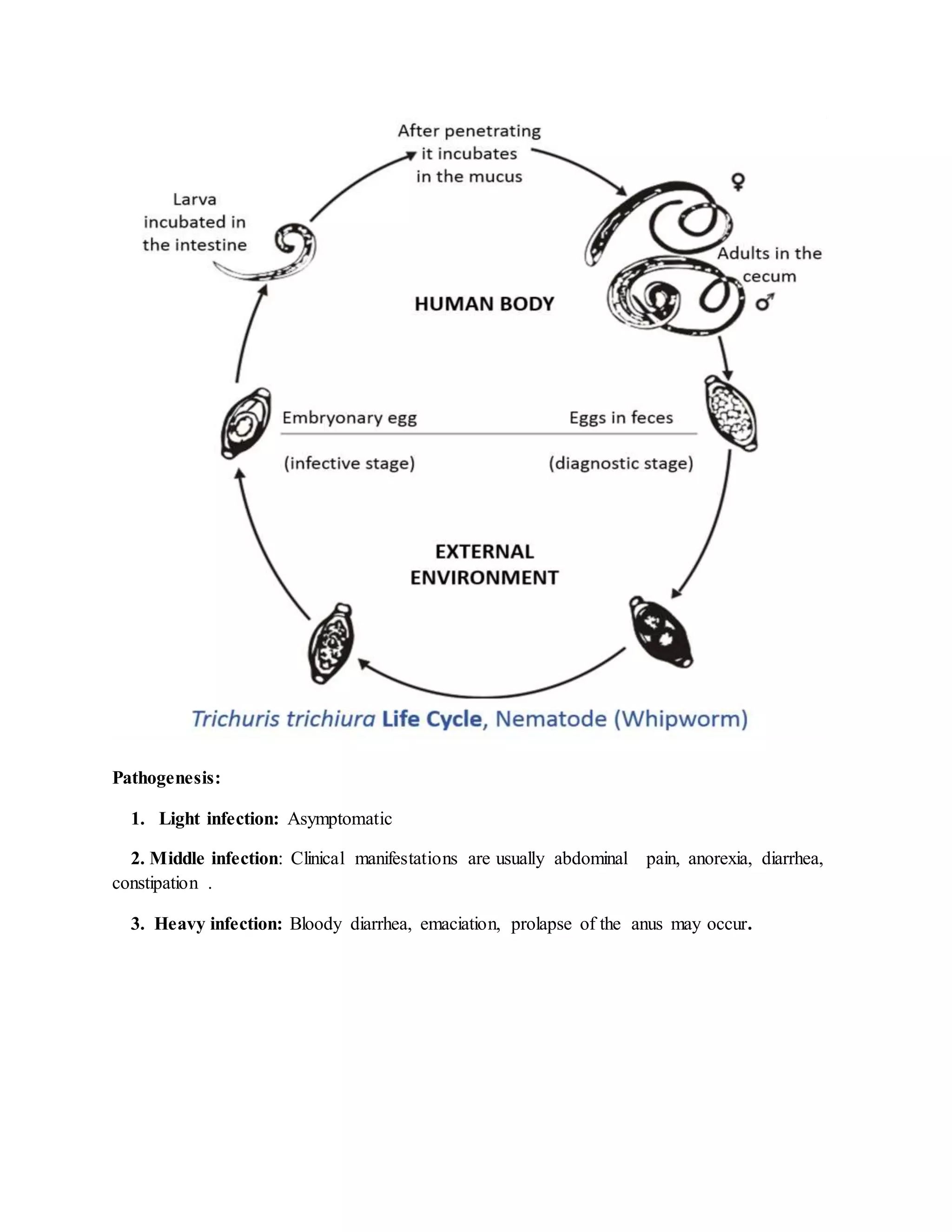 Trichuris trichiura | DOCX