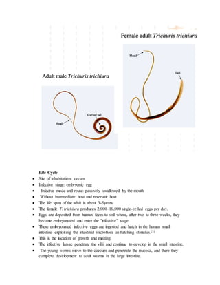 Trichuris trichiura | DOCX