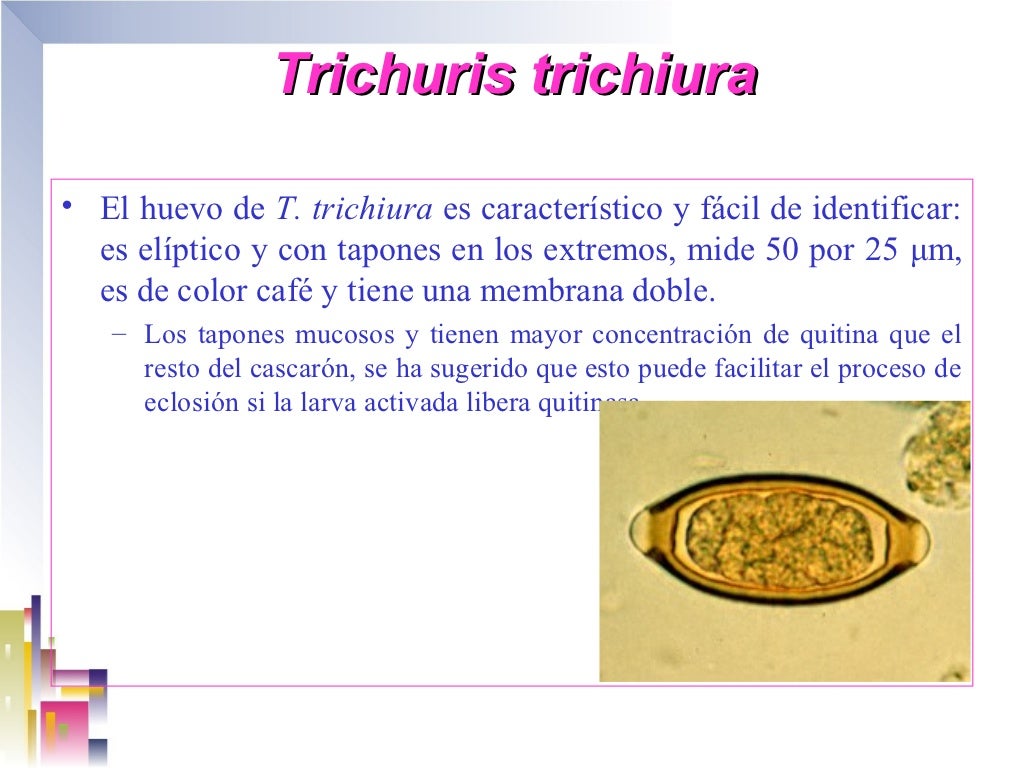Trichuris trichiura 1