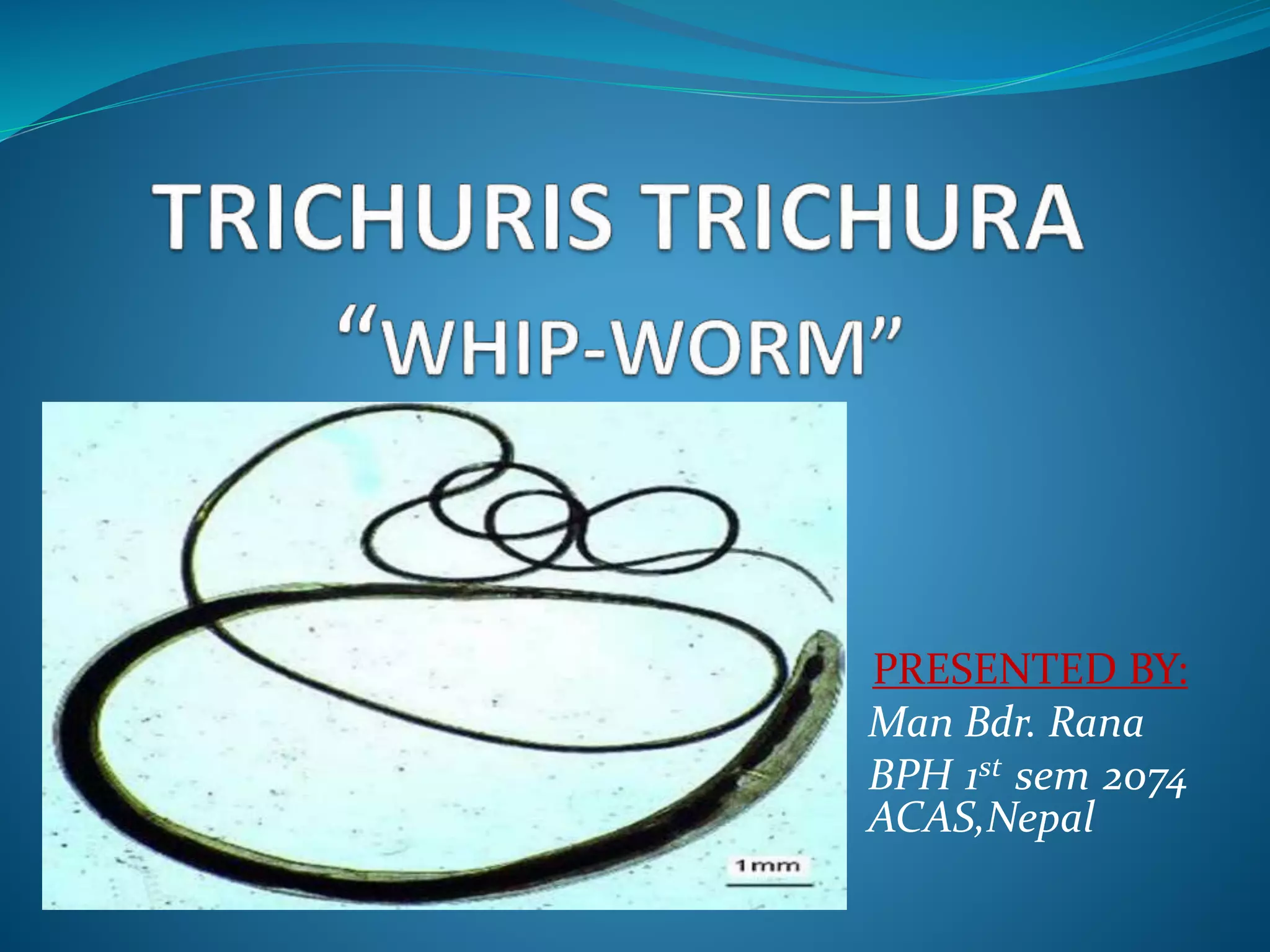 Trichuris trichura(whip-worm) | PPTX