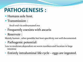 Trichuris trichura(whip-worm) | PPTX