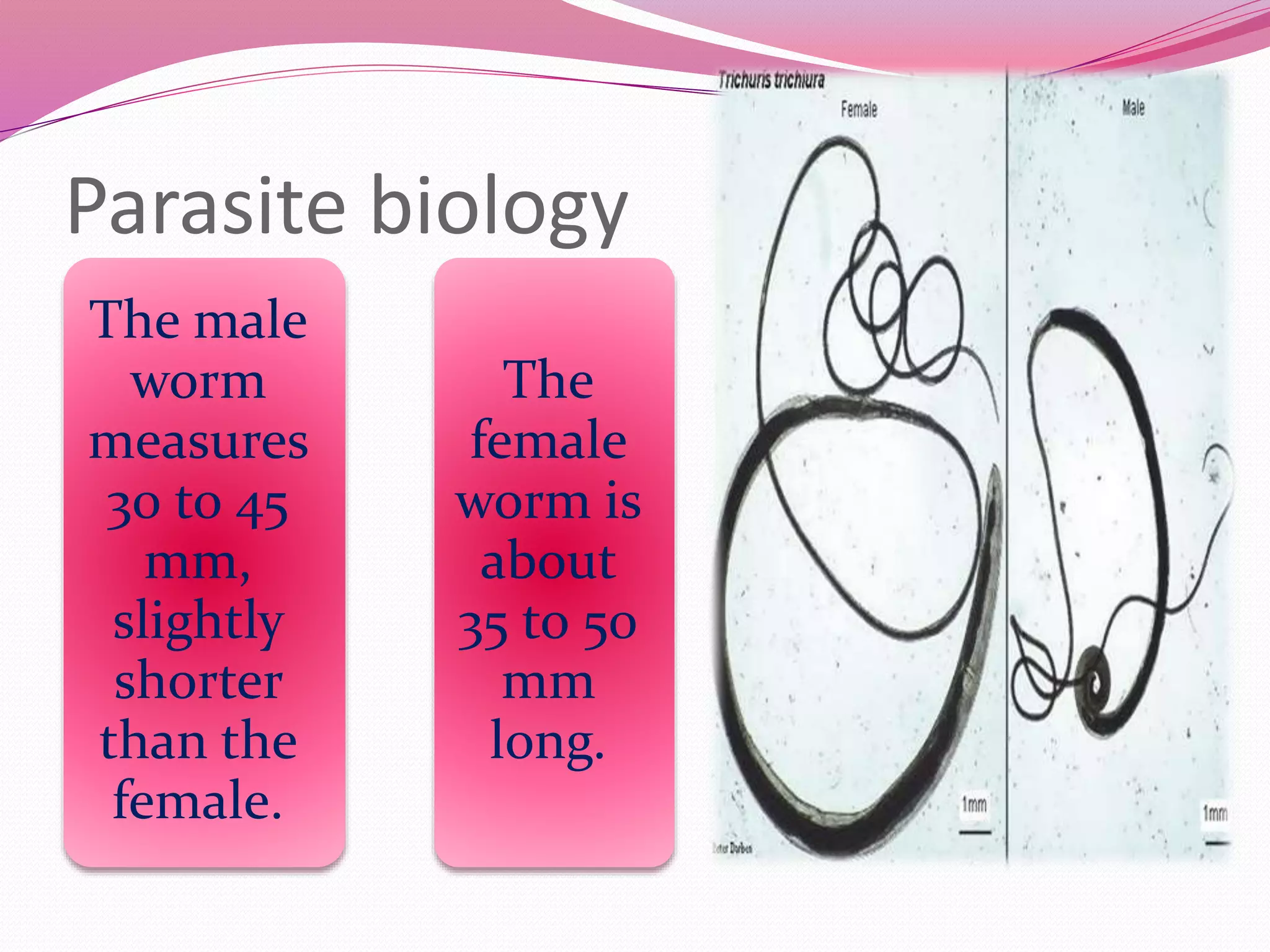 Trichuris trichuria | PPTX