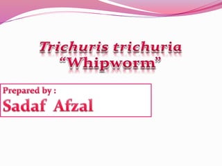 Trichuris trichuria | PPTX