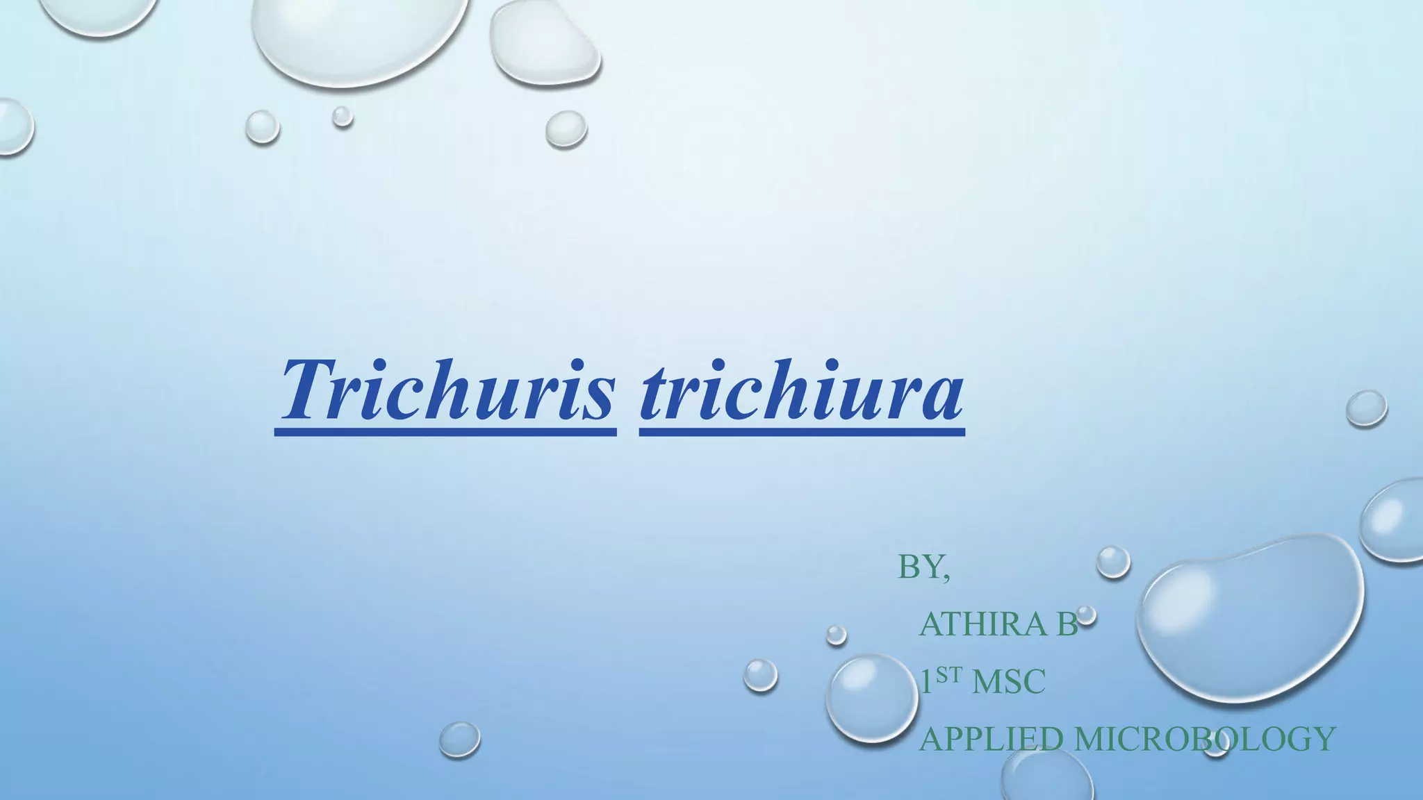 Trichuris trichuria | PPTX