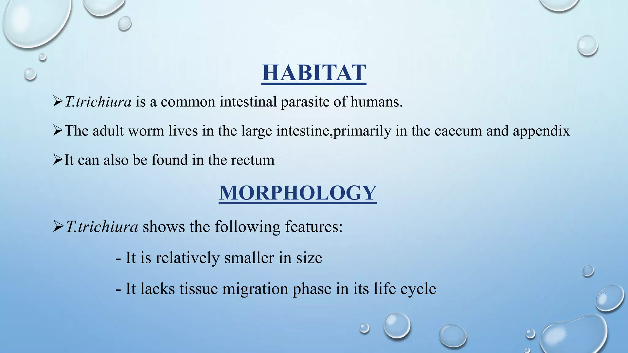 Trichuris trichuria | PPTX