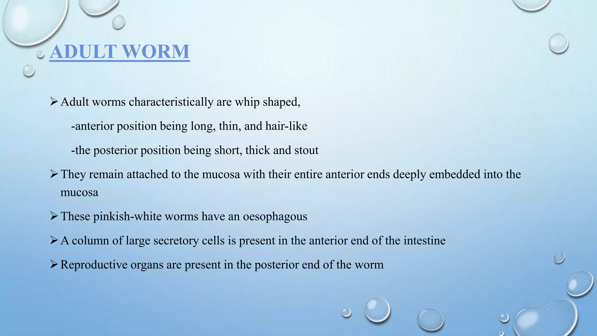 Trichuris trichuria | PPTX