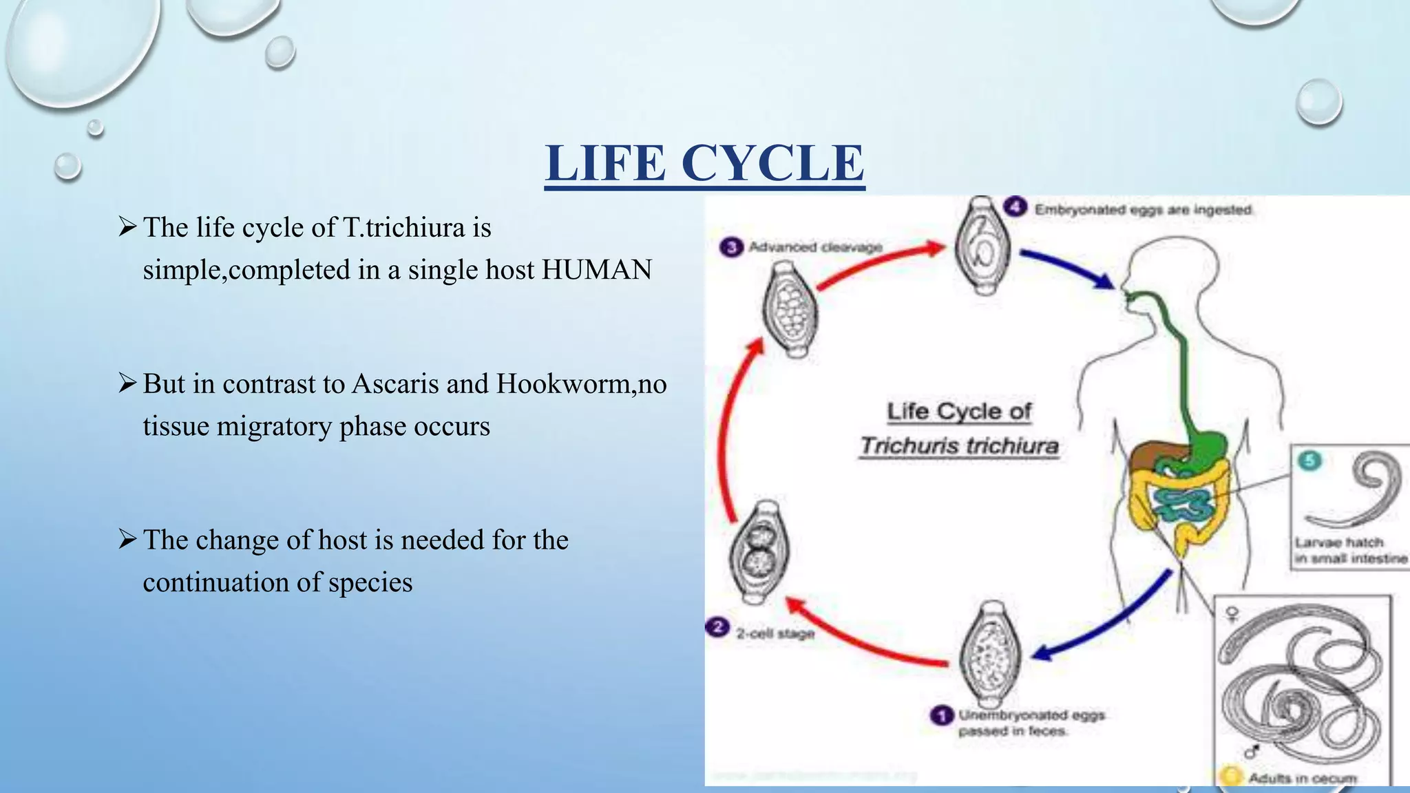 Trichuris trichuria | PPTX