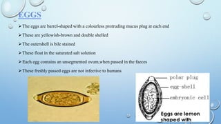 Trichuris trichuria | PPTX